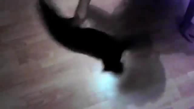 spinning cat - you spin me round (like a record), funny cat video - Coub