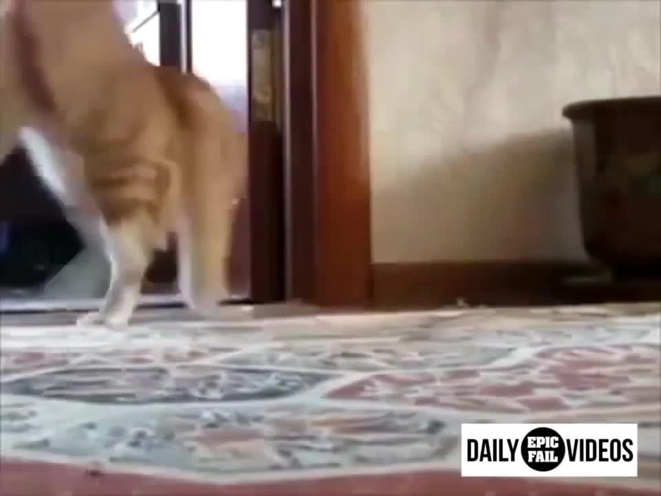 Smooth catinel - Coub