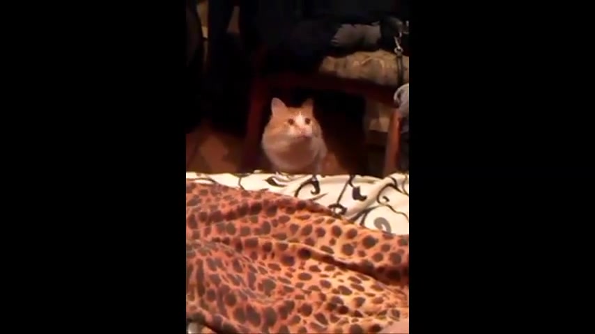 Cat rap god - Coub