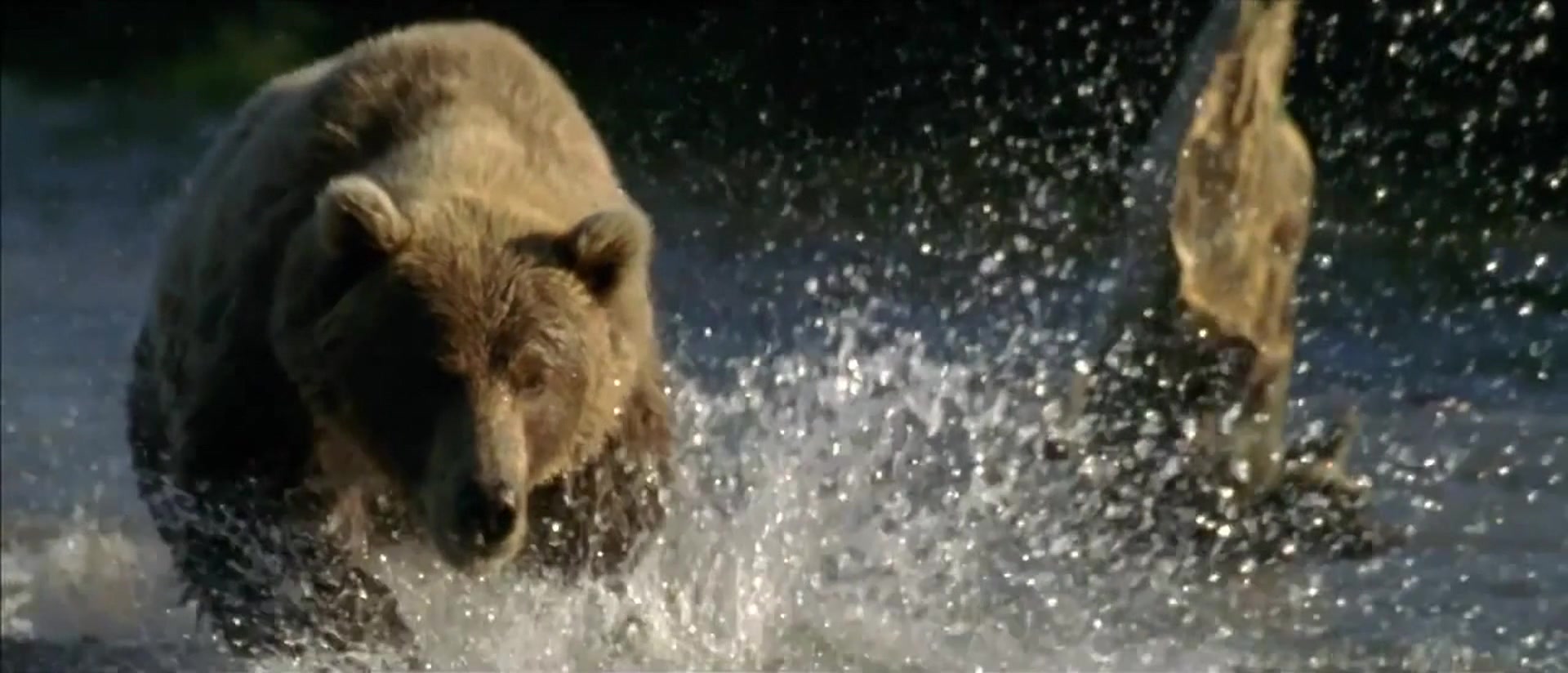 Glorious Russian Bear - Coub