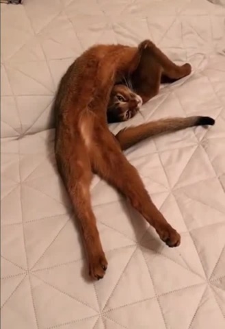 Kitty is really flexible - Coub