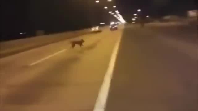 Dog Teleportation - Coub