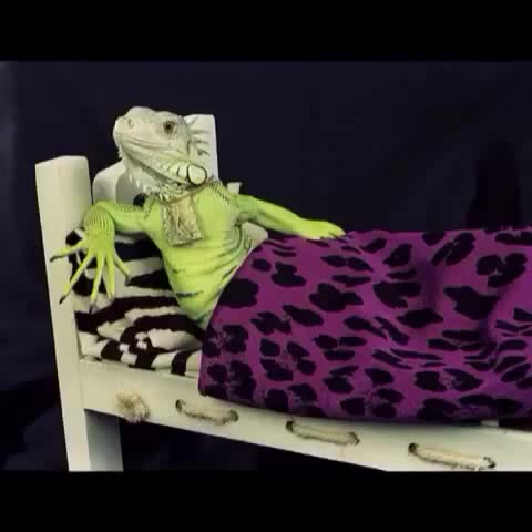 Couple Pictures Of Lizards - Coub