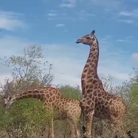 Ever seen what mating giraffes look like? Well, now you know. - Coub