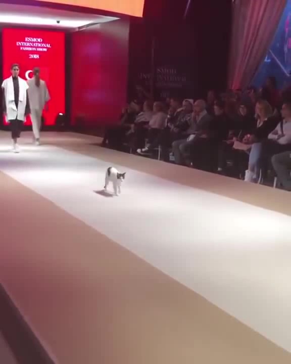 Cat walks on catwalk - Coub