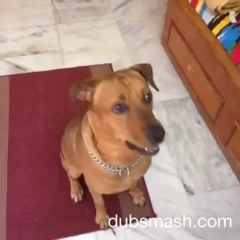 The Real Slim Shady Dog - Coub