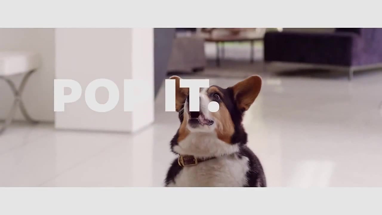 Dog Rap - I Get Bacon - Coub