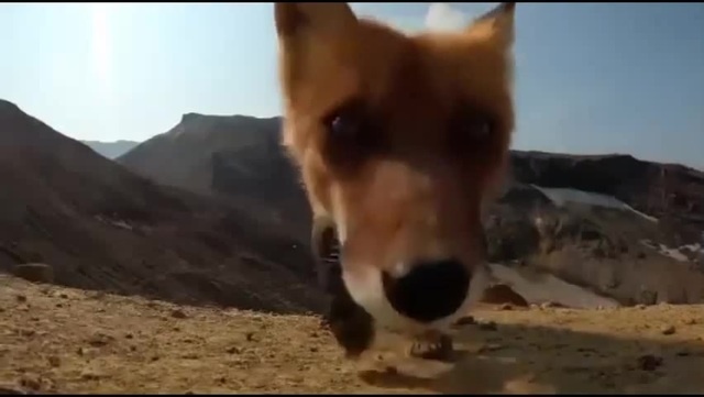 Don't mess with the fox - Coub