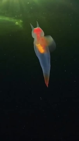 Sea angel in the waters of the White Sea - Coub