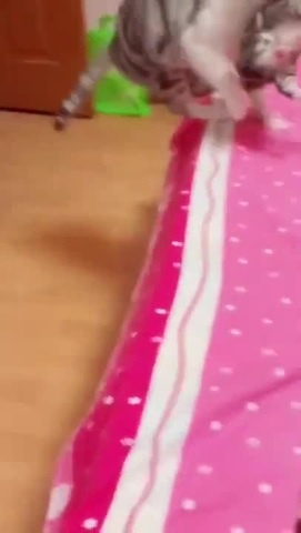 My Cute Kittens - Coub