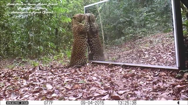 Mirror With A Leopard - Coub