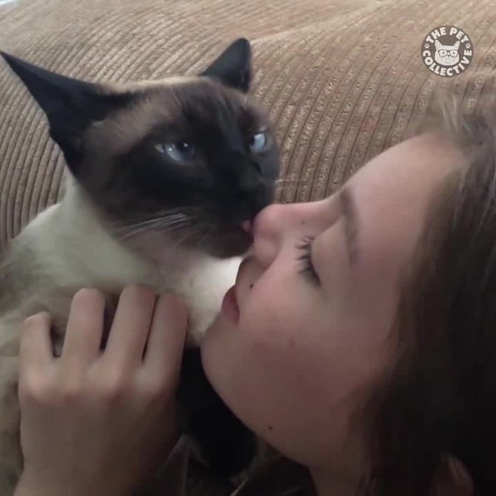 Best cats of the year! Meow.2 🐱 - Coub