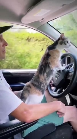 Driver Cat - Coub