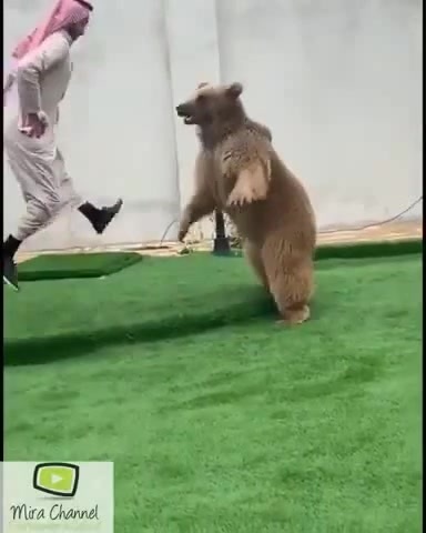 When you take a bear as a pet :)) - Coub