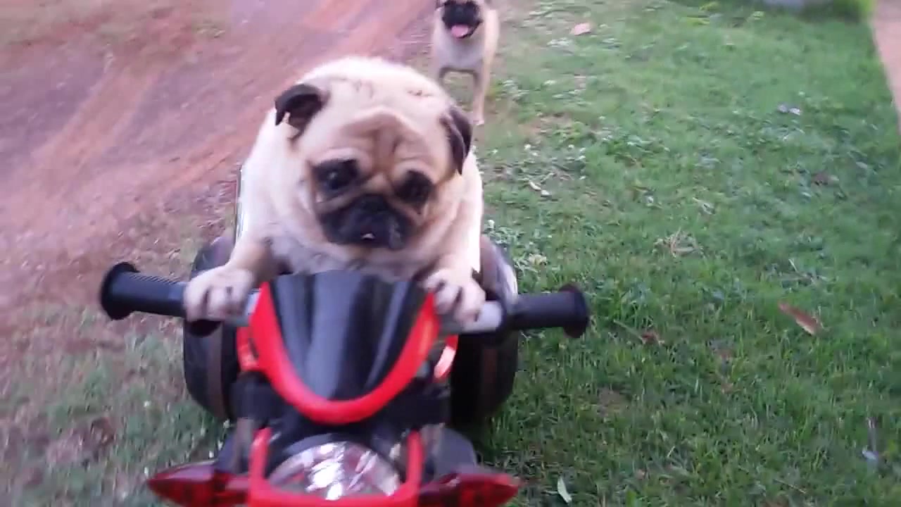 Pug Rides A Motorcycle - Coub