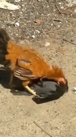 Курица-коллектор A Savage Struggle Between Chickens and Birds - Coub