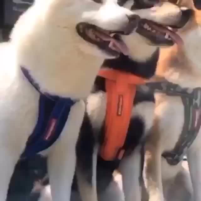 Doggo does a rap - Coub
