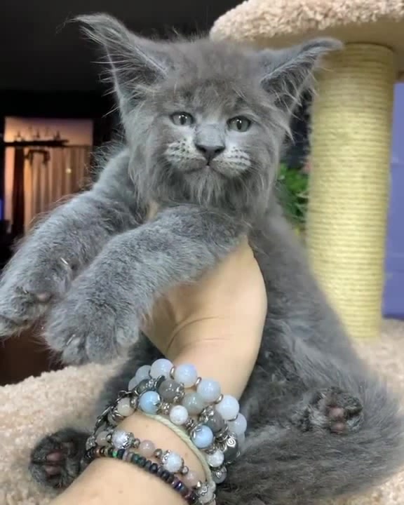 - kitty cat - - Coub