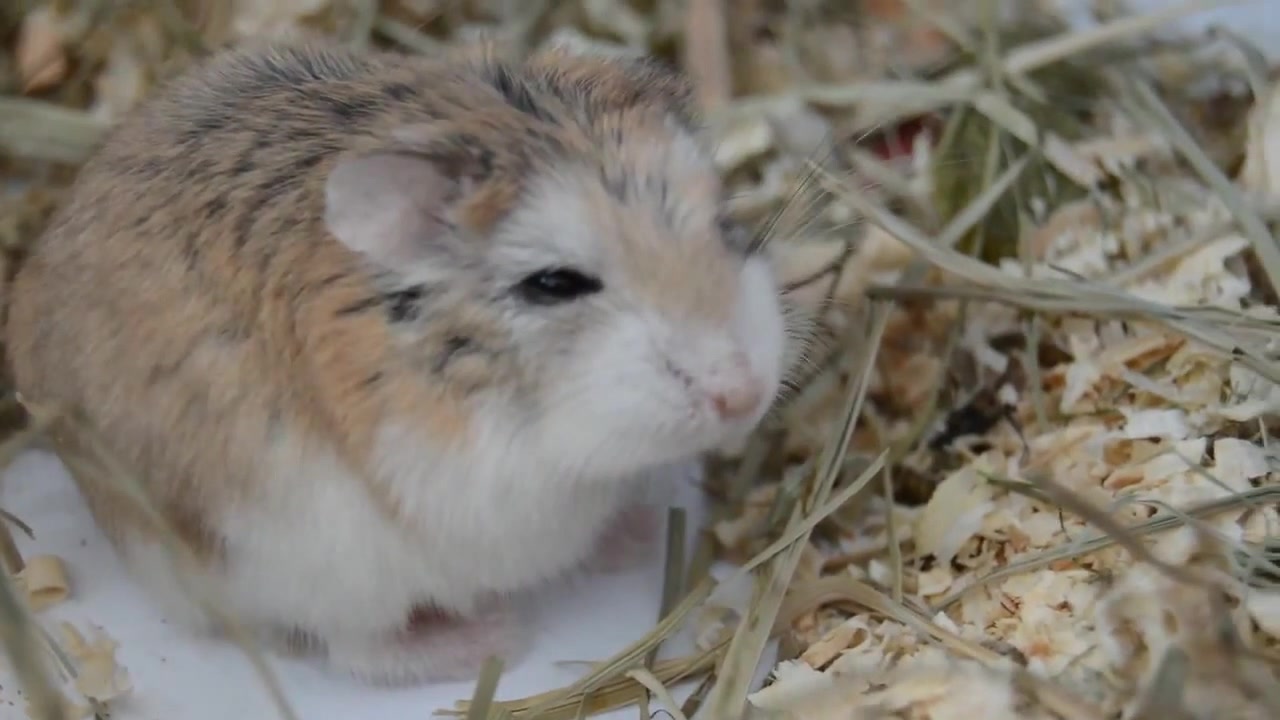 cute sleepy hamster - Coub