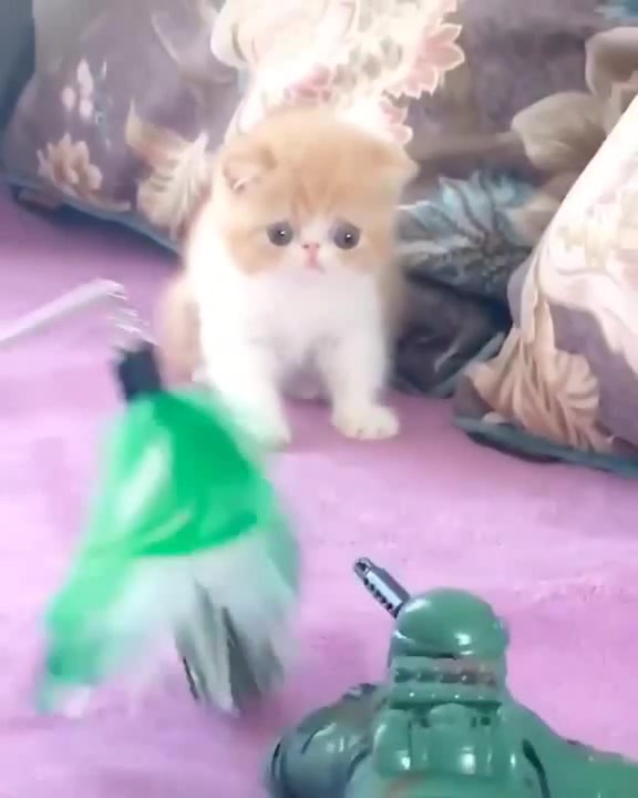 Cat vietnam flashback - Coub