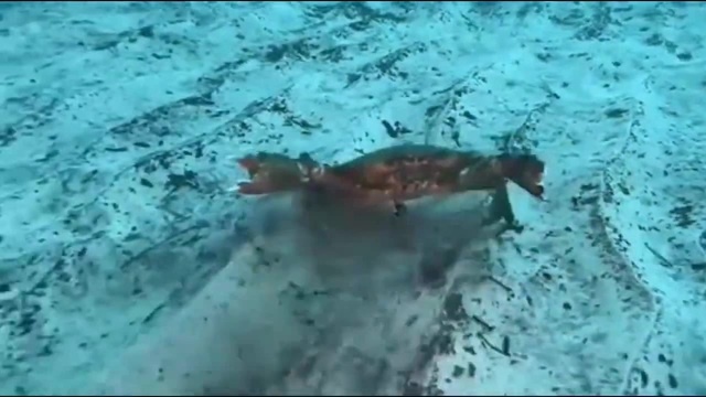 Helicopter crab - Coub