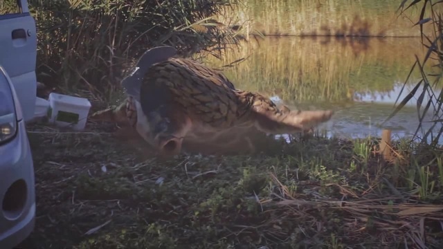Angry carp and the angler (3D CGI & VFX) - Coub