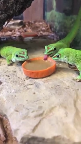 regular everyday normal... - Coub