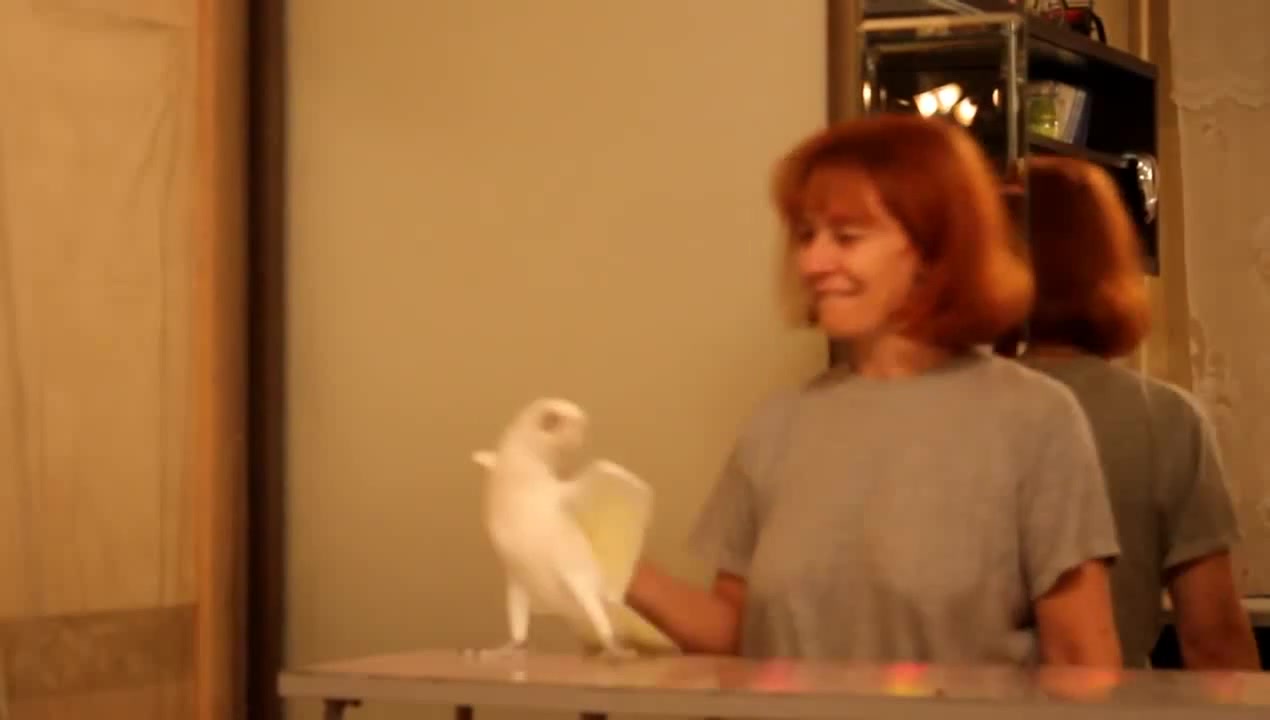 Dancing Parrot - Coub