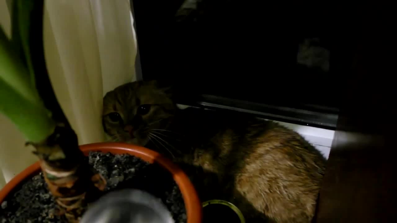 cat w vietnam flashback - Coub