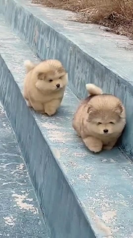 Atlantistia 244 - Coub