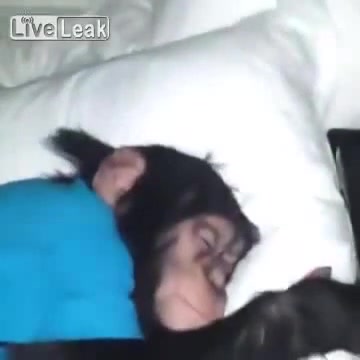 Wake the f*** up monkey - Coub