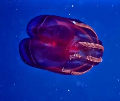 Lampocteis cruentiventer - Coub