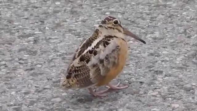 Dance Dance Bird - Coub