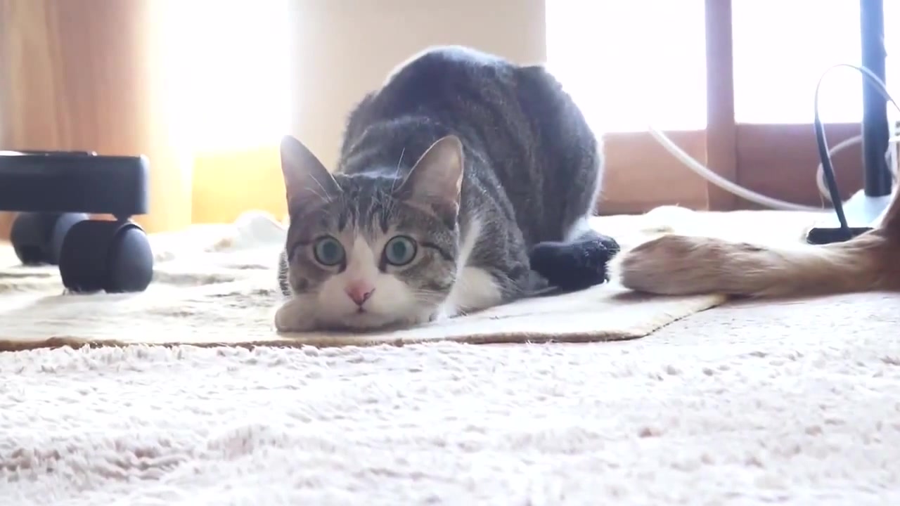 Cat twerk trap - Coub