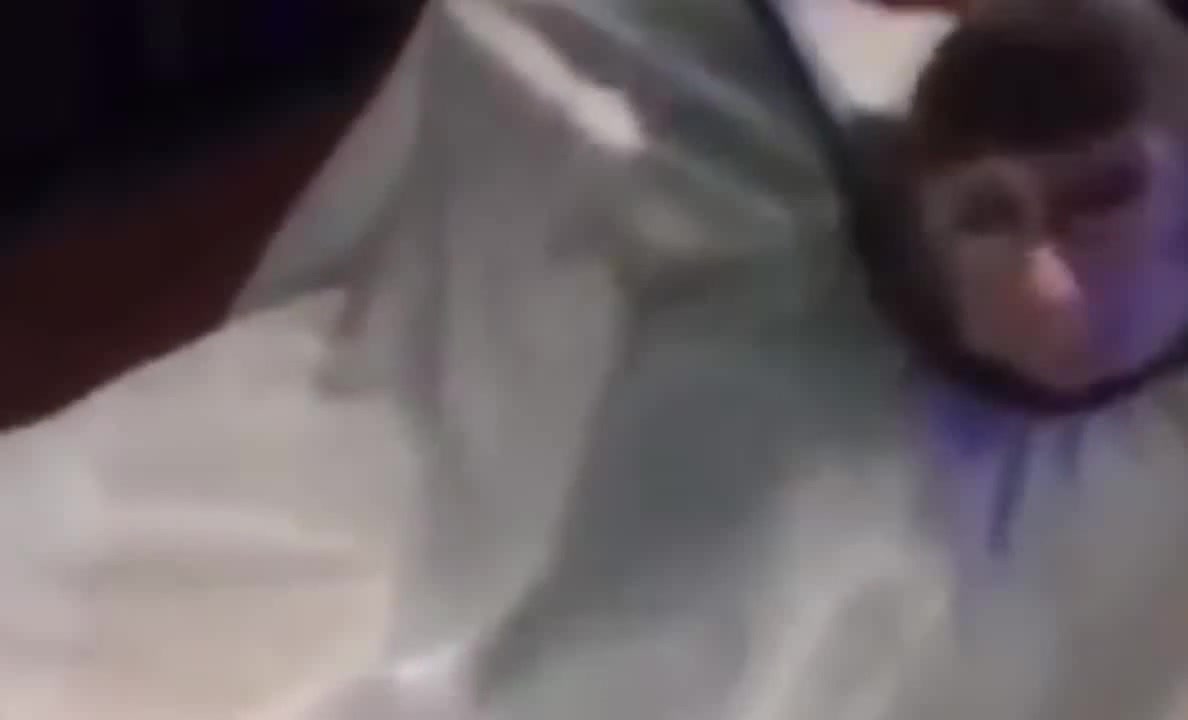 Monkey Getting a Haircut - Coub