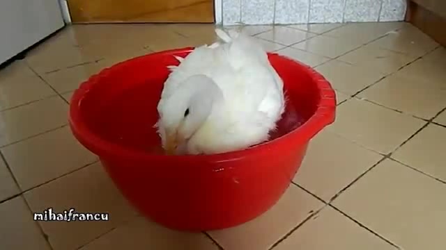 I Am a Cute Duck Weed o_O - Coub