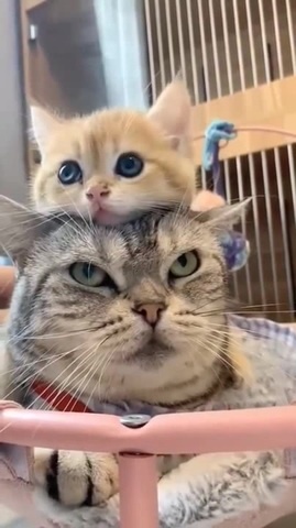 Dear, sit with the child, you will have fun. - Coub