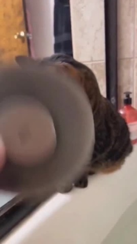 Fortunate Cat - Coub