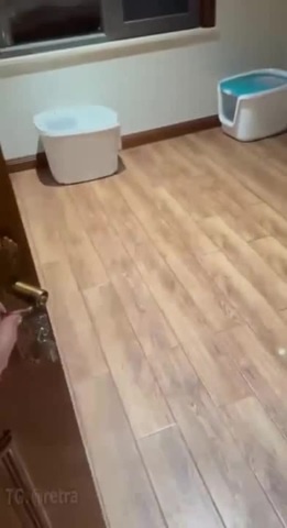 Wall kittens (song: Kastyell - Sur la Plage) - Coub