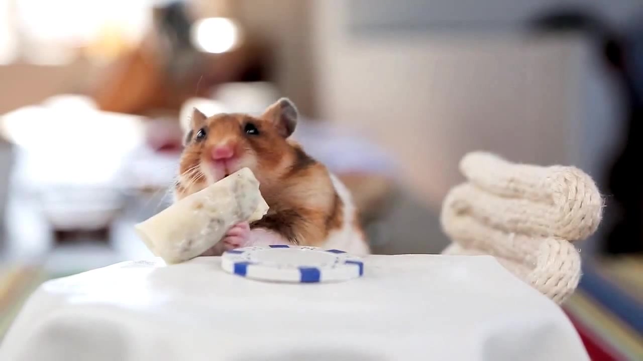 special hamster - Coub