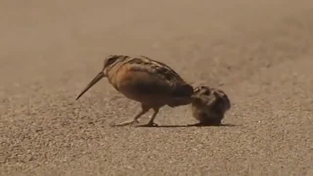 smoooth bird walker - Coub