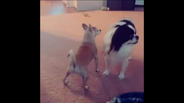 Dog twerk - Coub