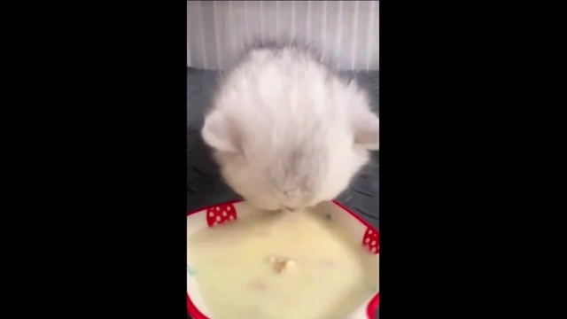 Imagine Dragons - Believer - Cat Cover - Coub