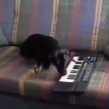 Beginner MC Wiener - Coub