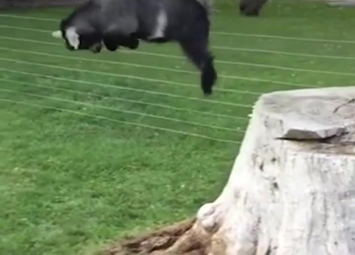 PARKOUR GOATS - Coub