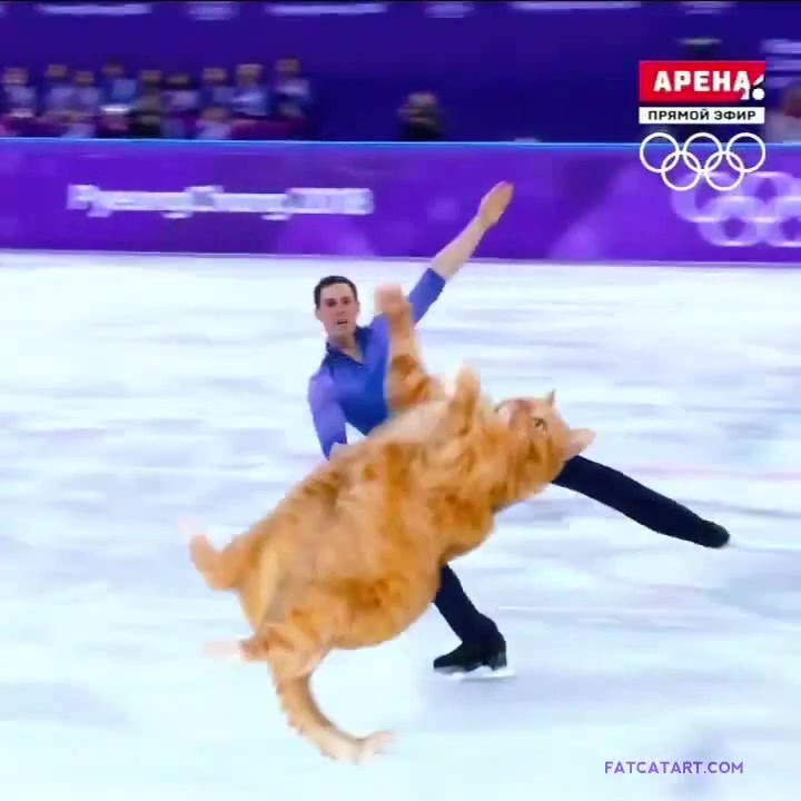 Triumph of cat - Coub