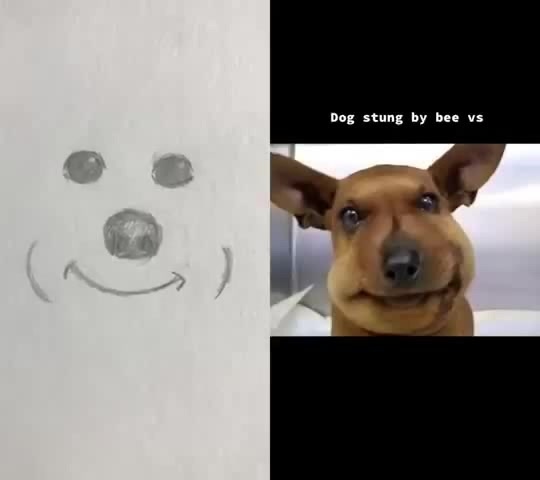 Chad Face Meme Dogs vs Cats - Coub