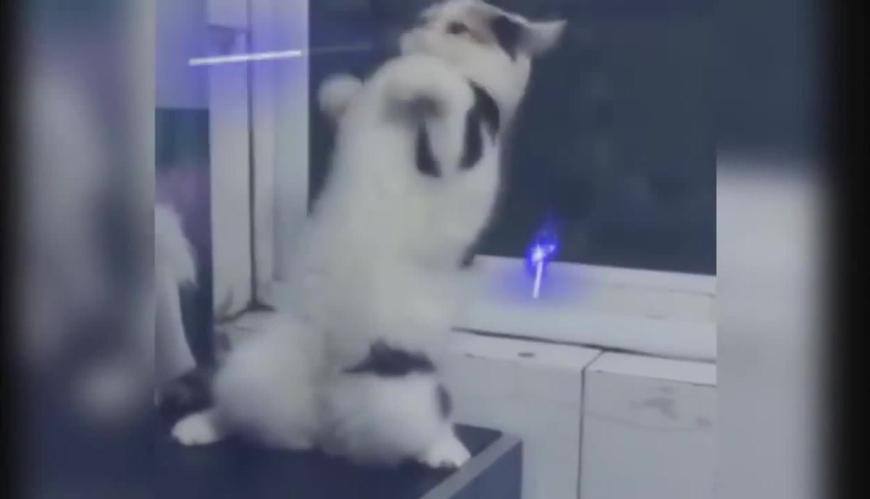 Cat Jedi - Die Hard - Coub