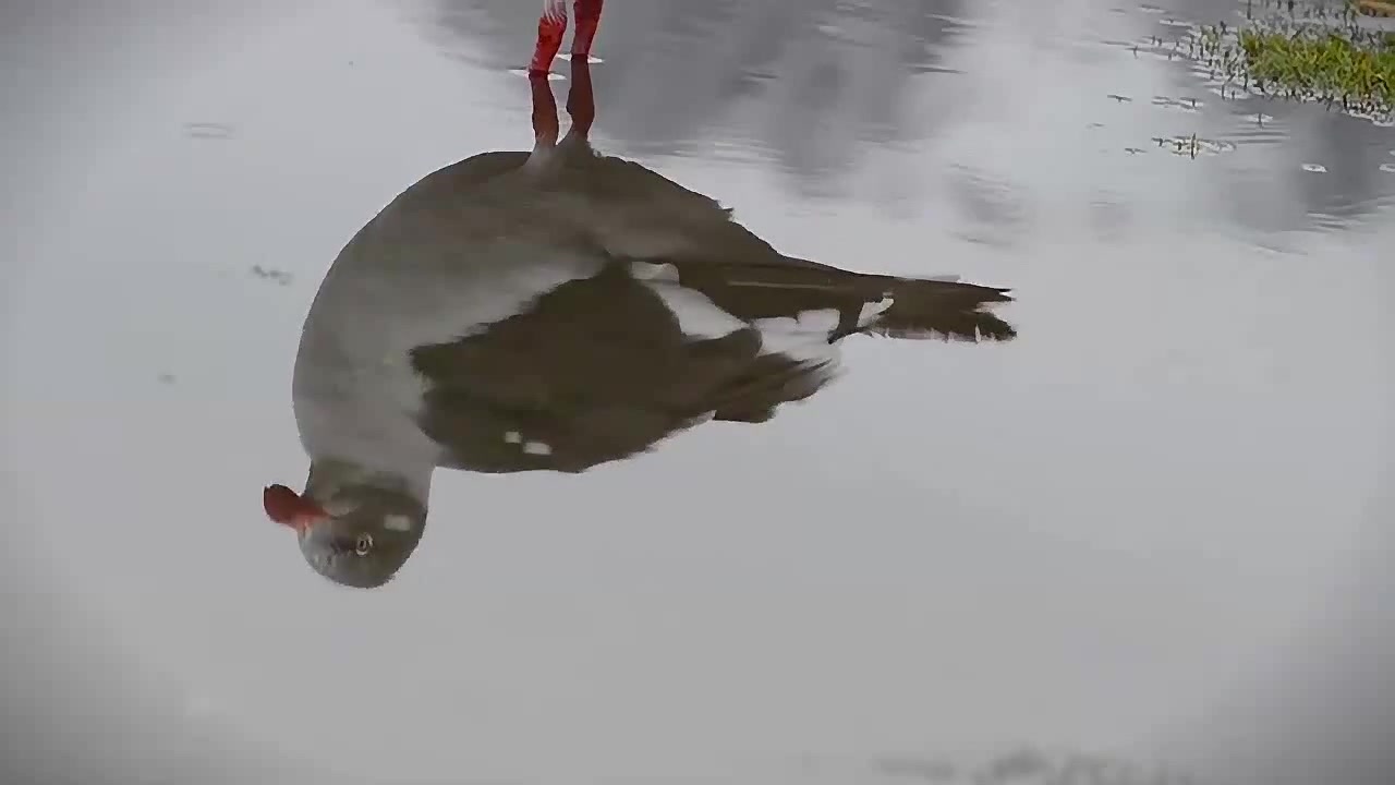 Seagull Reflection - Coub