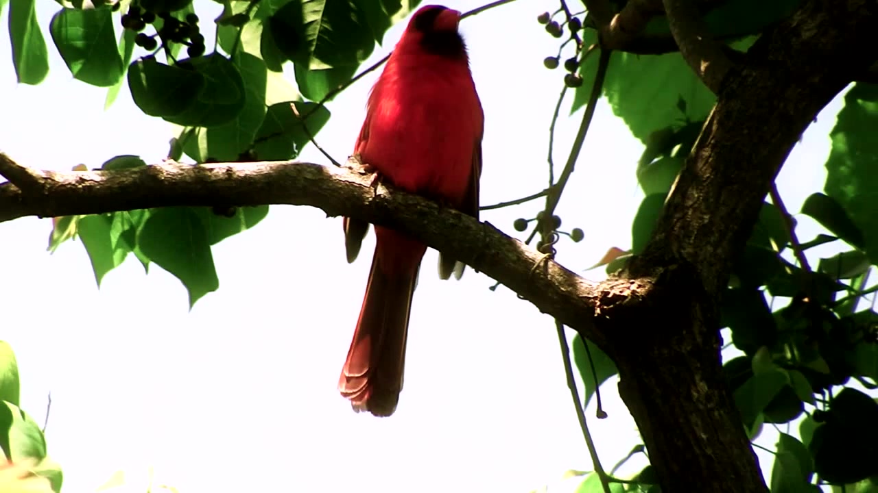 Cardinal Delights, Redbirds at: https://www.rybird.com/cardinal ...